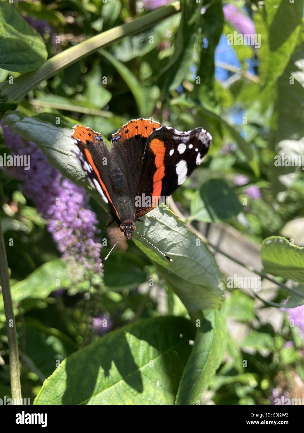 Wings half open hi-res stock photography and images - Alamy