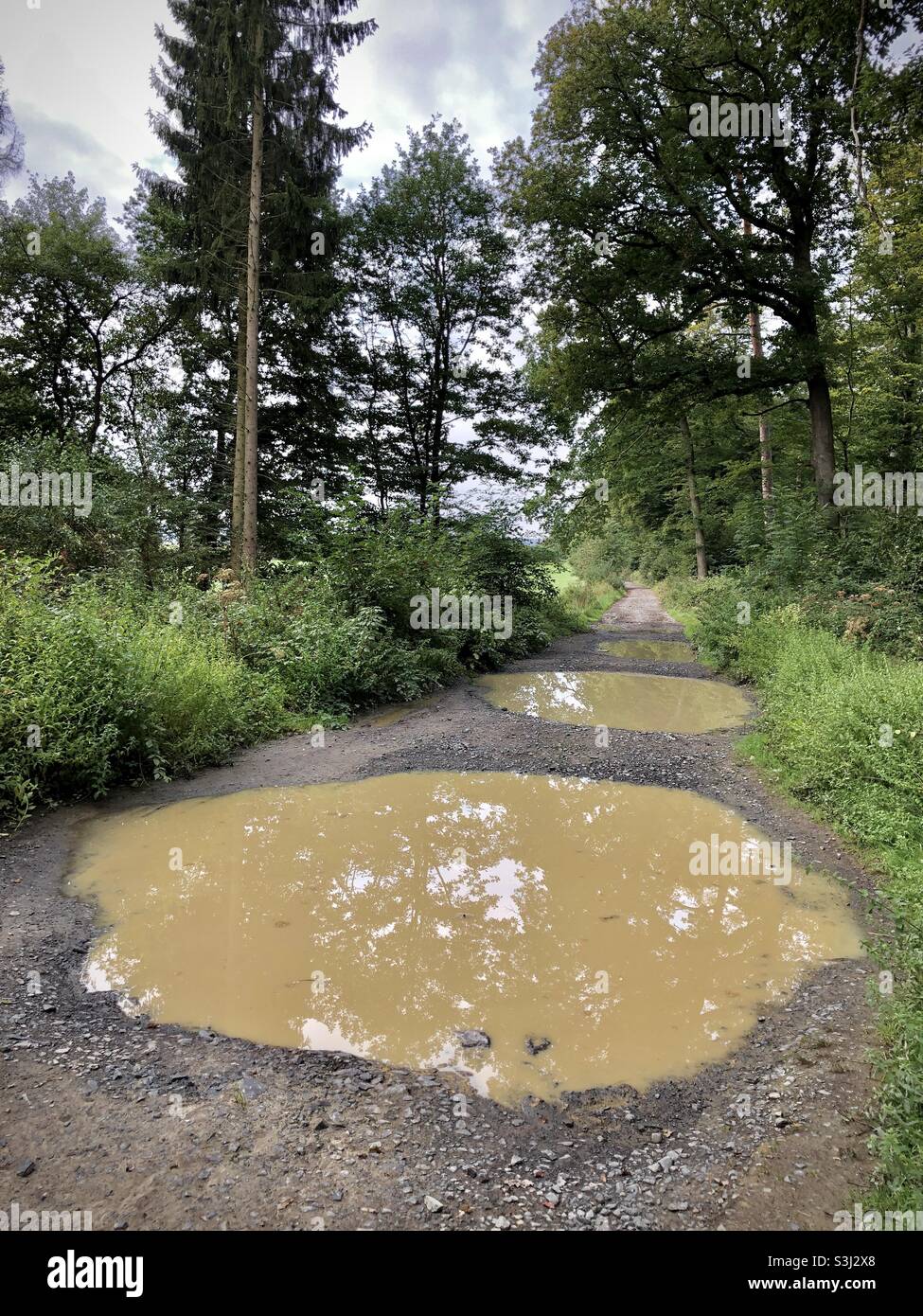 Forest path with puddles Stock Photo - Alamy