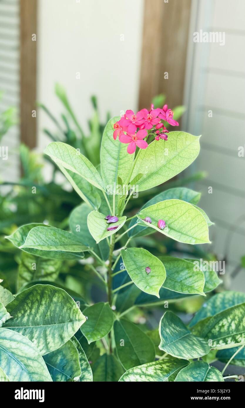 Beautiful Pink Flowers in Maldives Stock Photo - Alamy