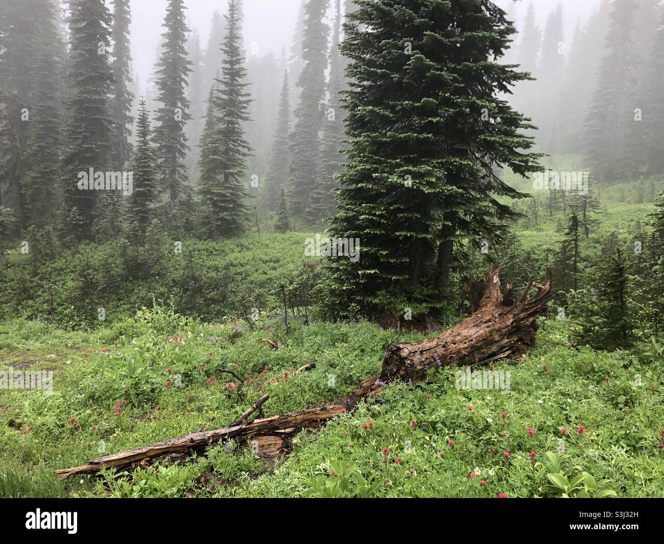 Alpine forest hi-res stock photography and images - Alamy