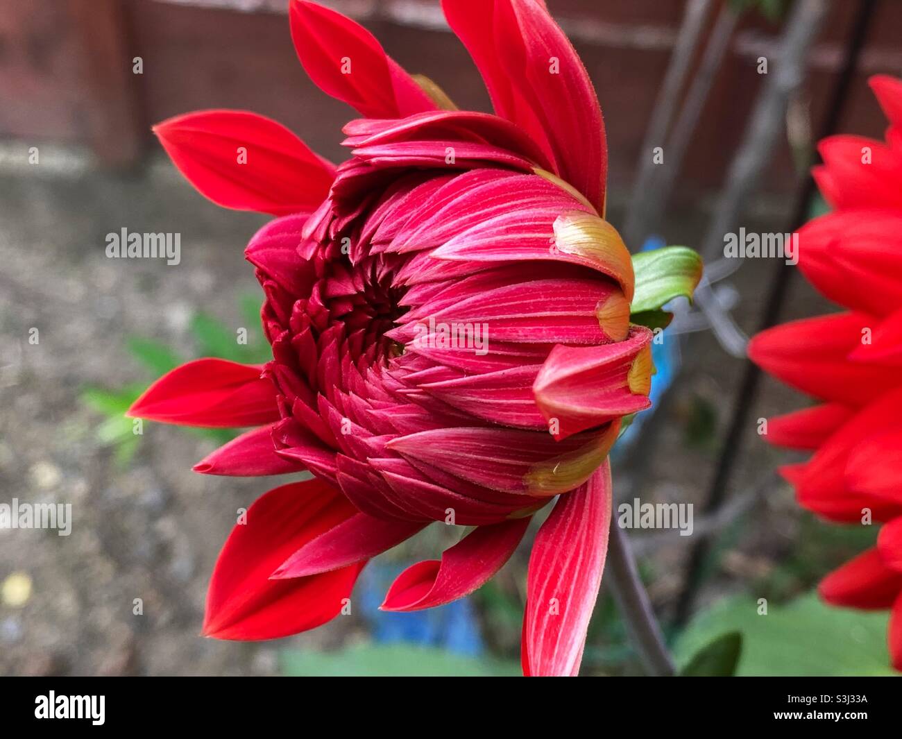 Red Dahlia about to fully bloom Stock Photo - Alamy