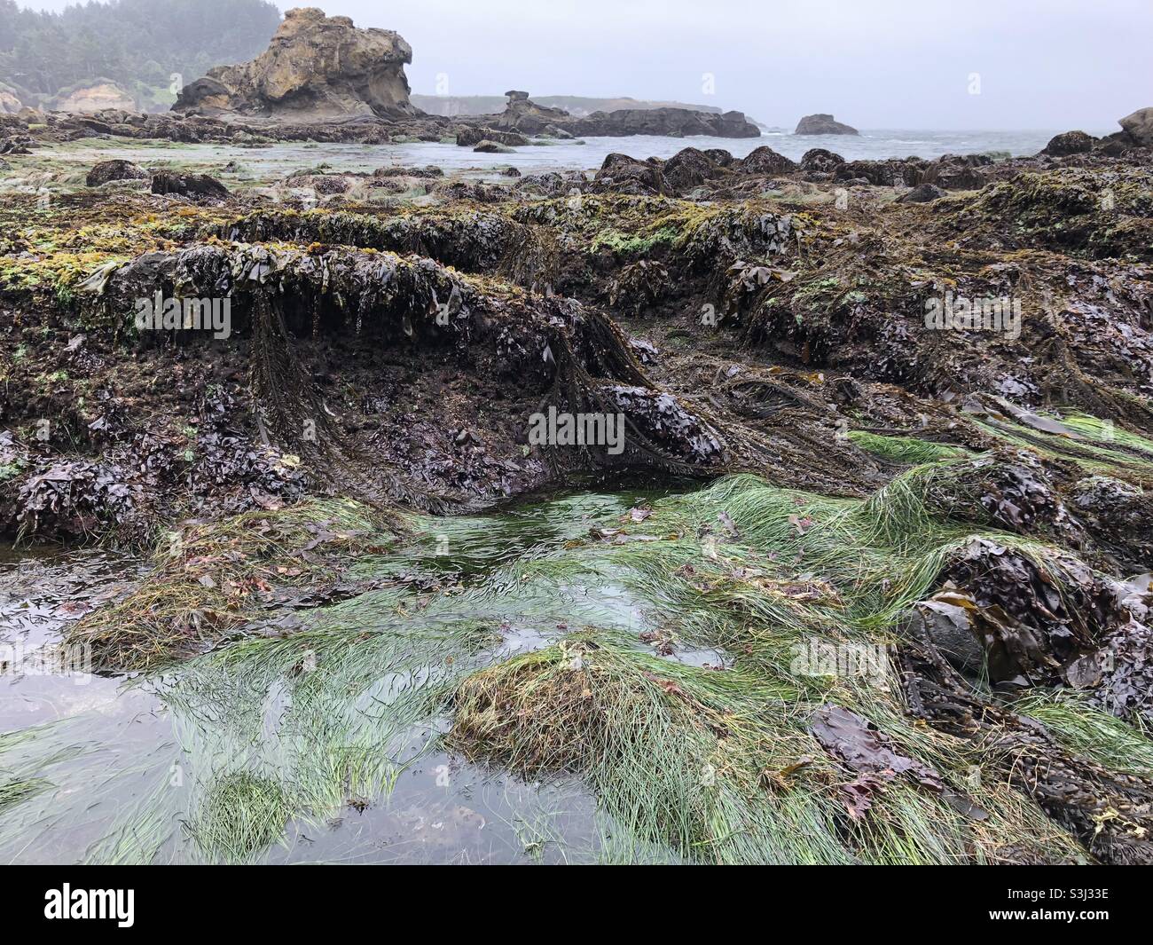 Oregon tide pools hi-res stock photography and images - Alamy
