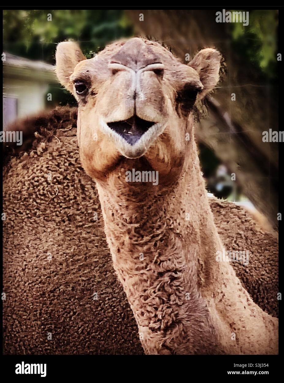 Animal hump hi-res stock photography and images - Alamy