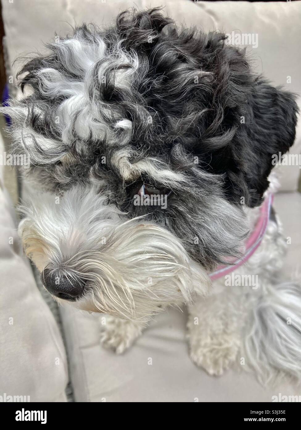 Nice lovely dog Stock Photo - Alamy