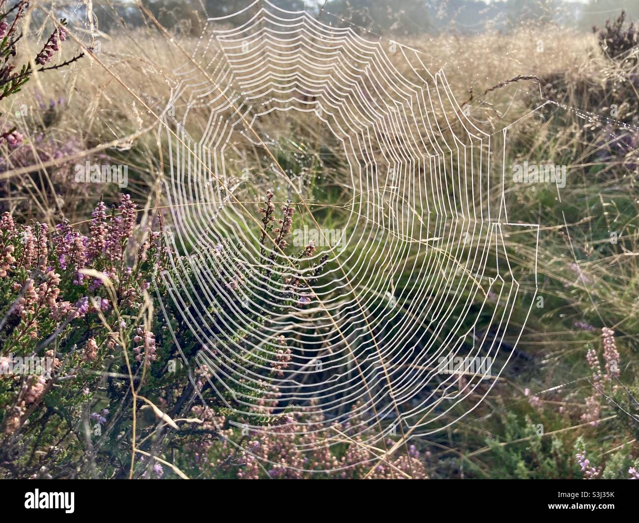 Delicate cobweb hi-res stock photography and images - Alamy