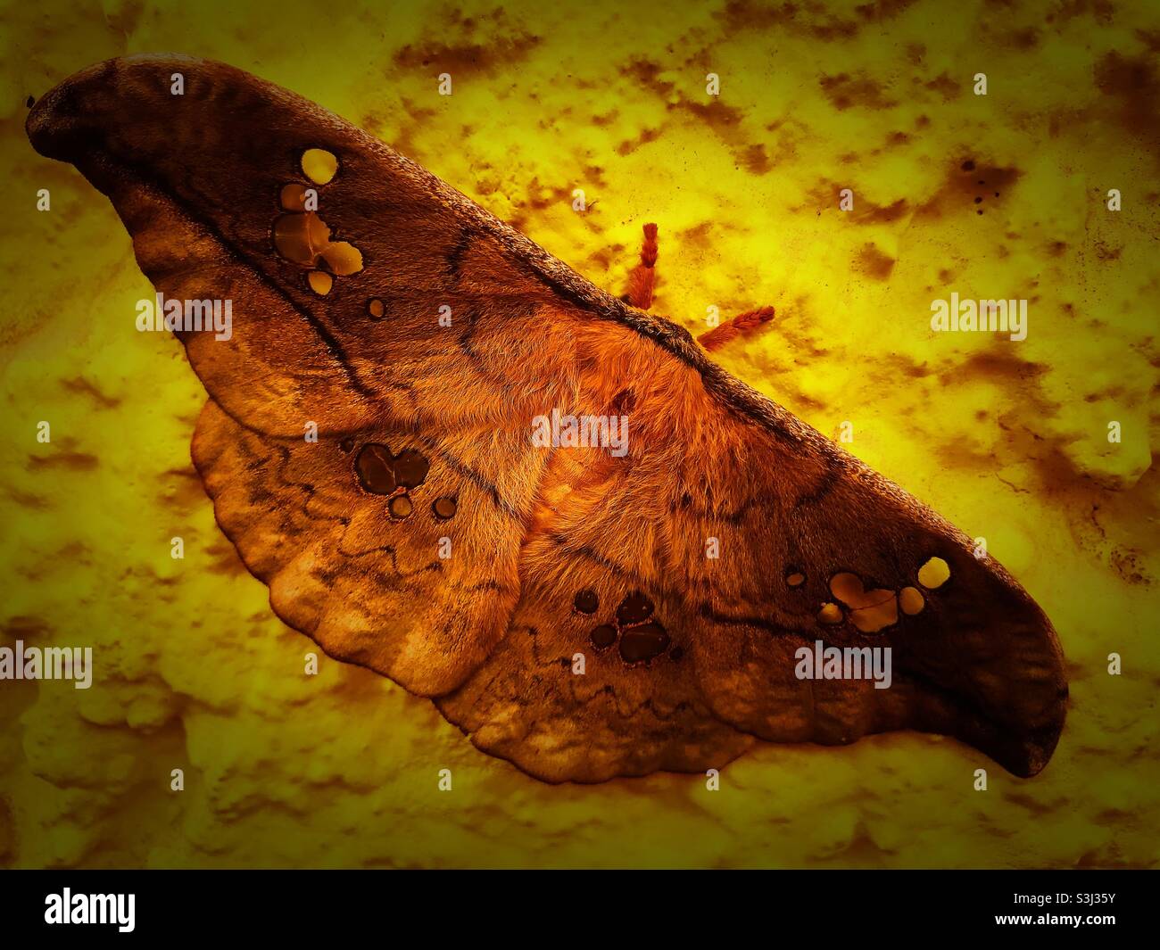Moth in mexico hi-res stock photography and images - Alamy