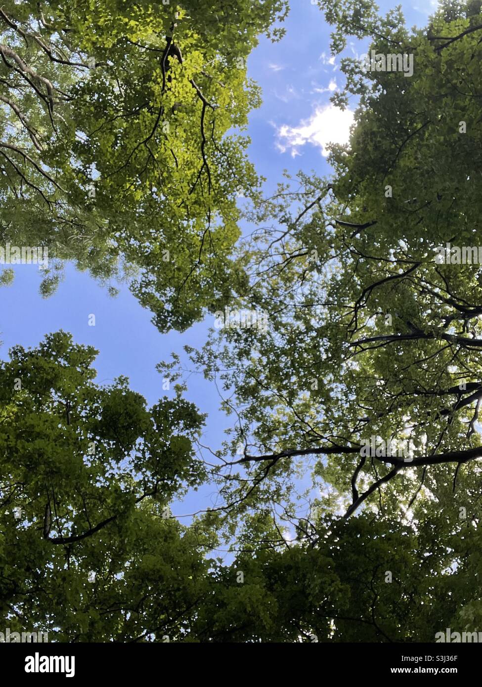 Tree gazing hi-res stock photography and images - Alamy