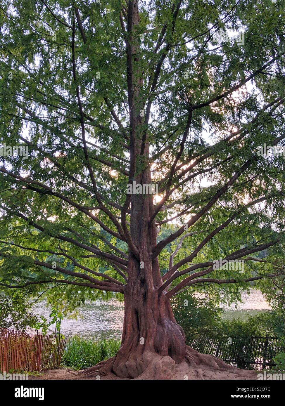 Toronto plants tree hi-res stock photography and images - Alamy