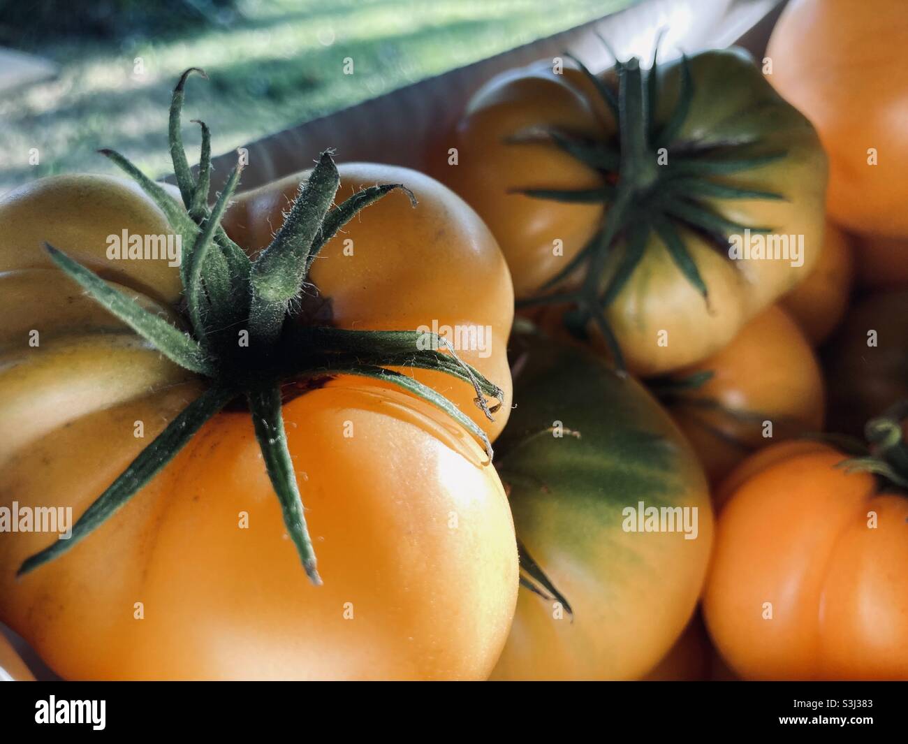 Ripe yellow heirloom tomatoes after harvest Stock Photo - Alamy