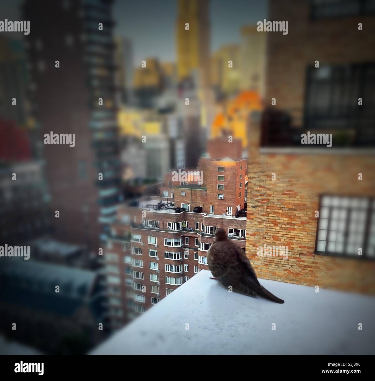 A dove rests on the edge of a window air conditioner in Midtown ...