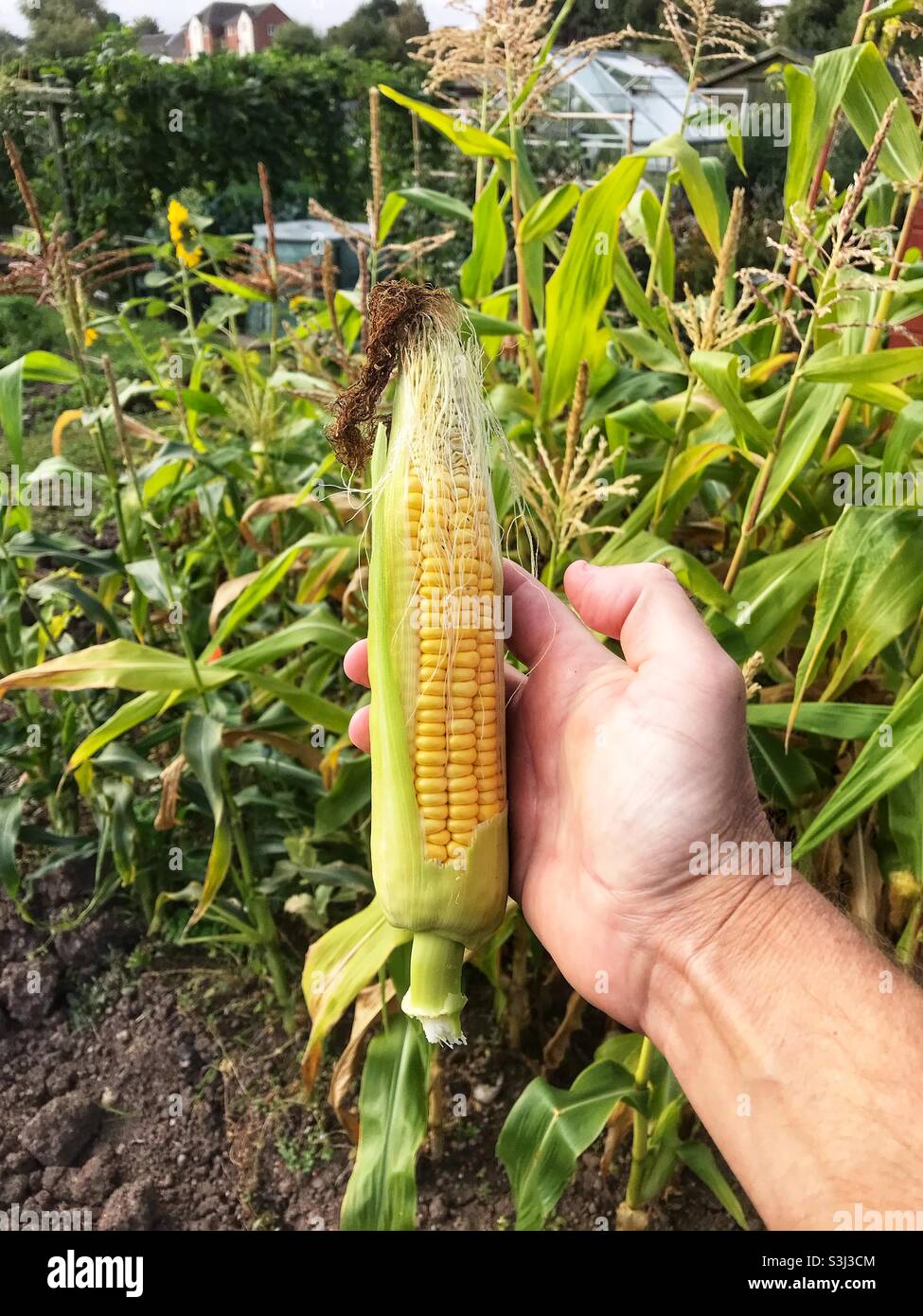Homegrown organic sweetcorn ready for picking on a garden allotment in ...
