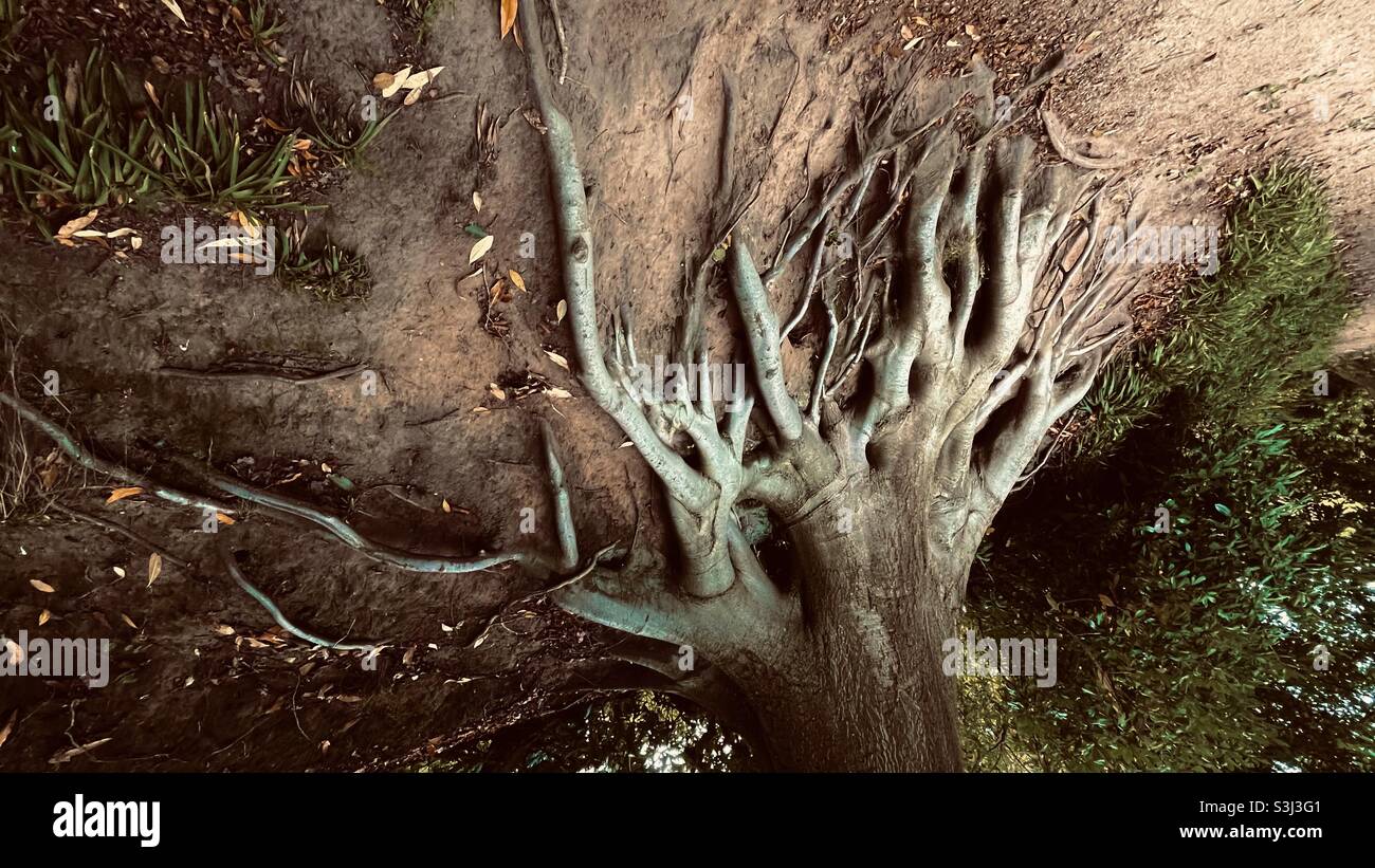 Roots of a tree like fingers hi-res stock photography and images - Alamy