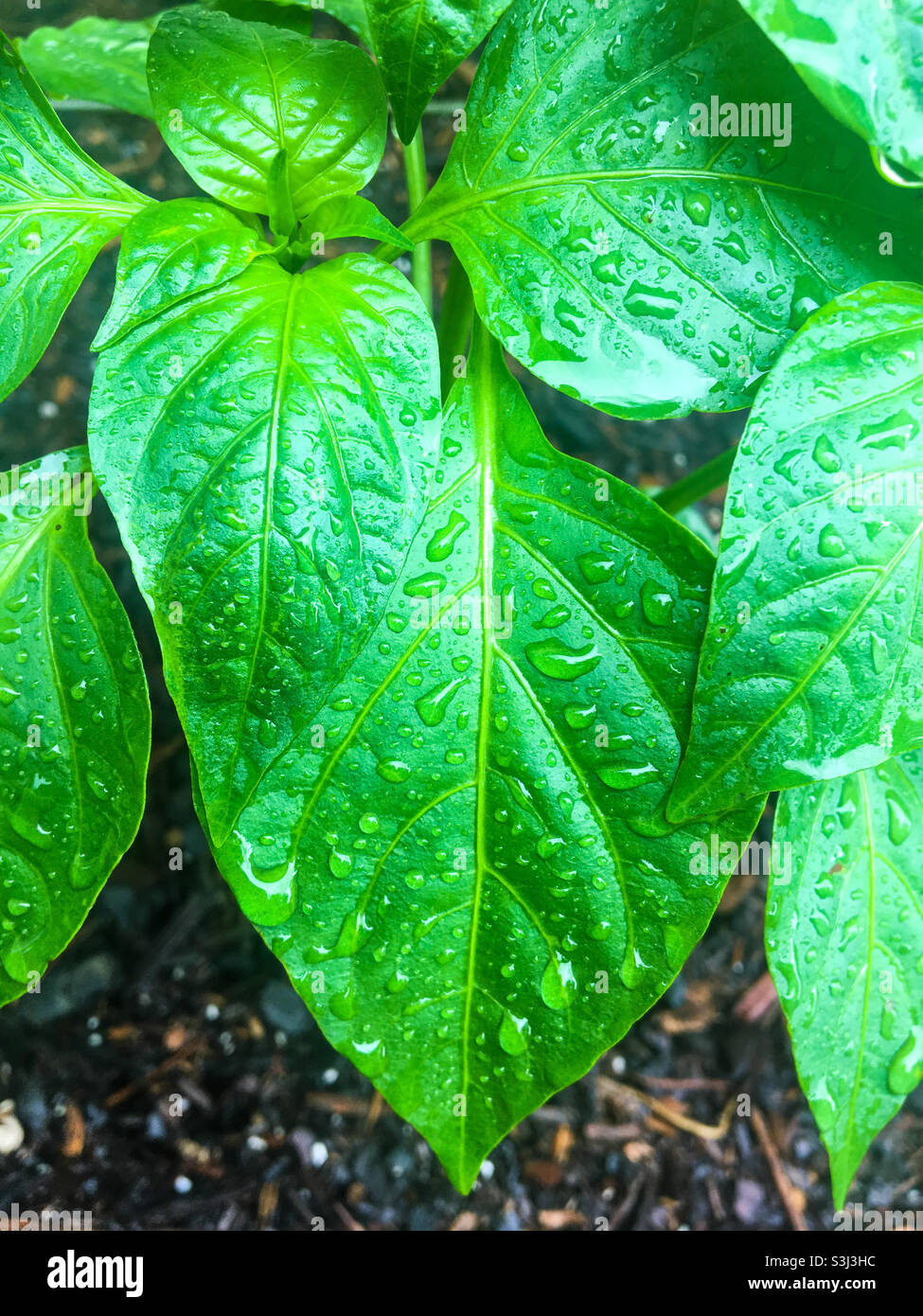 Rainy plant hi-res stock photography and images - Alamy