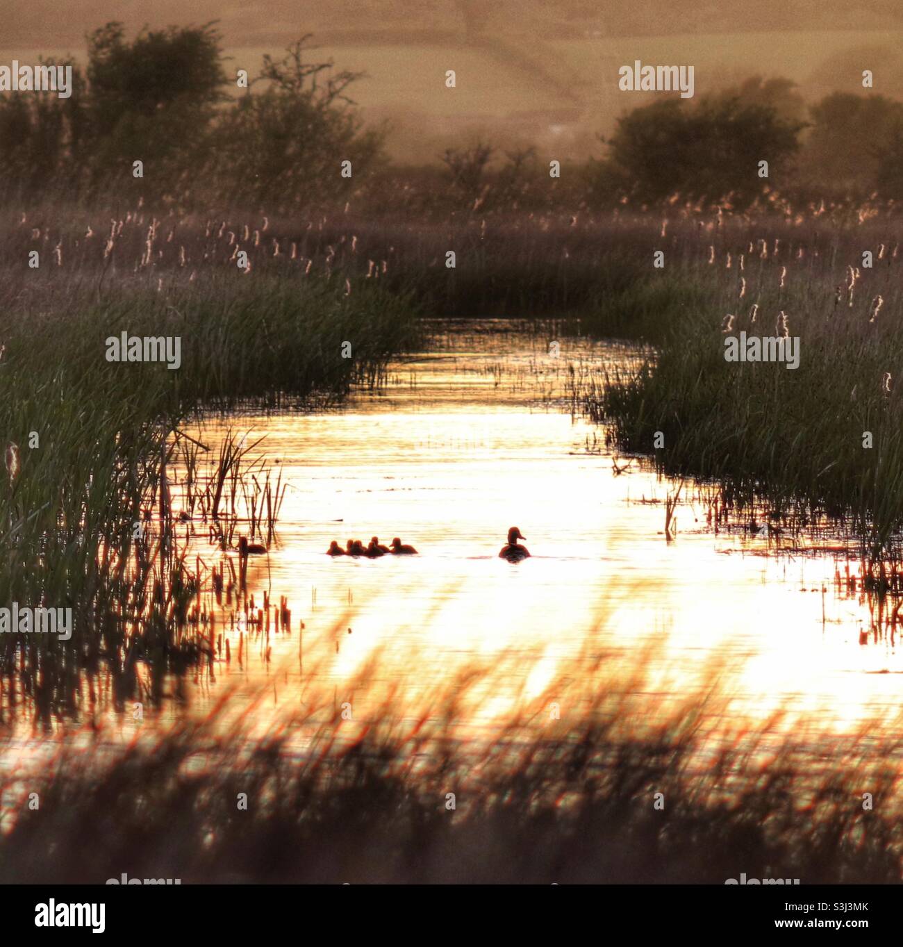 Marsh ducks hi-res stock photography and images - Alamy