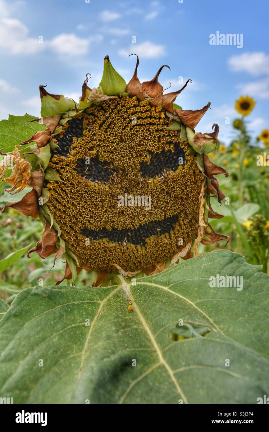 Grumpy sunflower face Stock Photo - Alamy