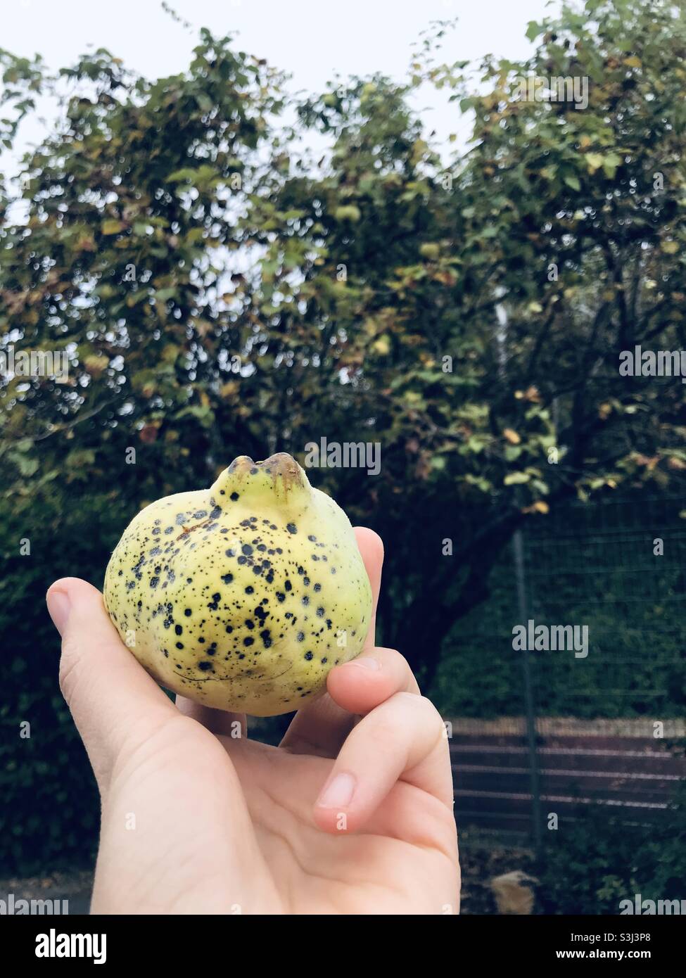 Bio fruit hi-res stock photography and images - Alamy