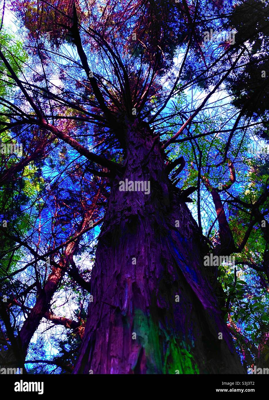 Psychedelic tree hi-res stock photography and images - Alamy