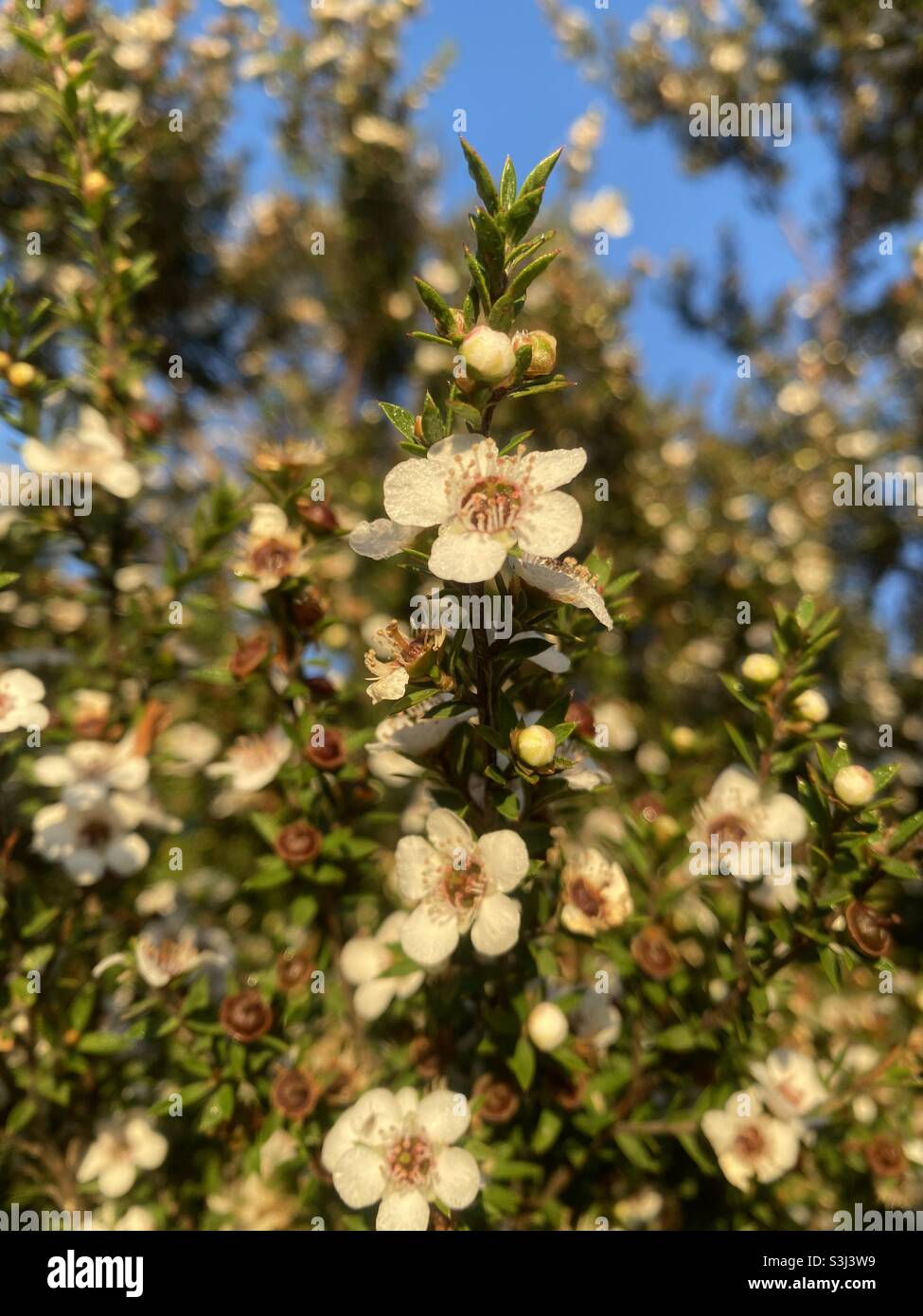White manukau flowers hi-res stock photography and images - Alamy