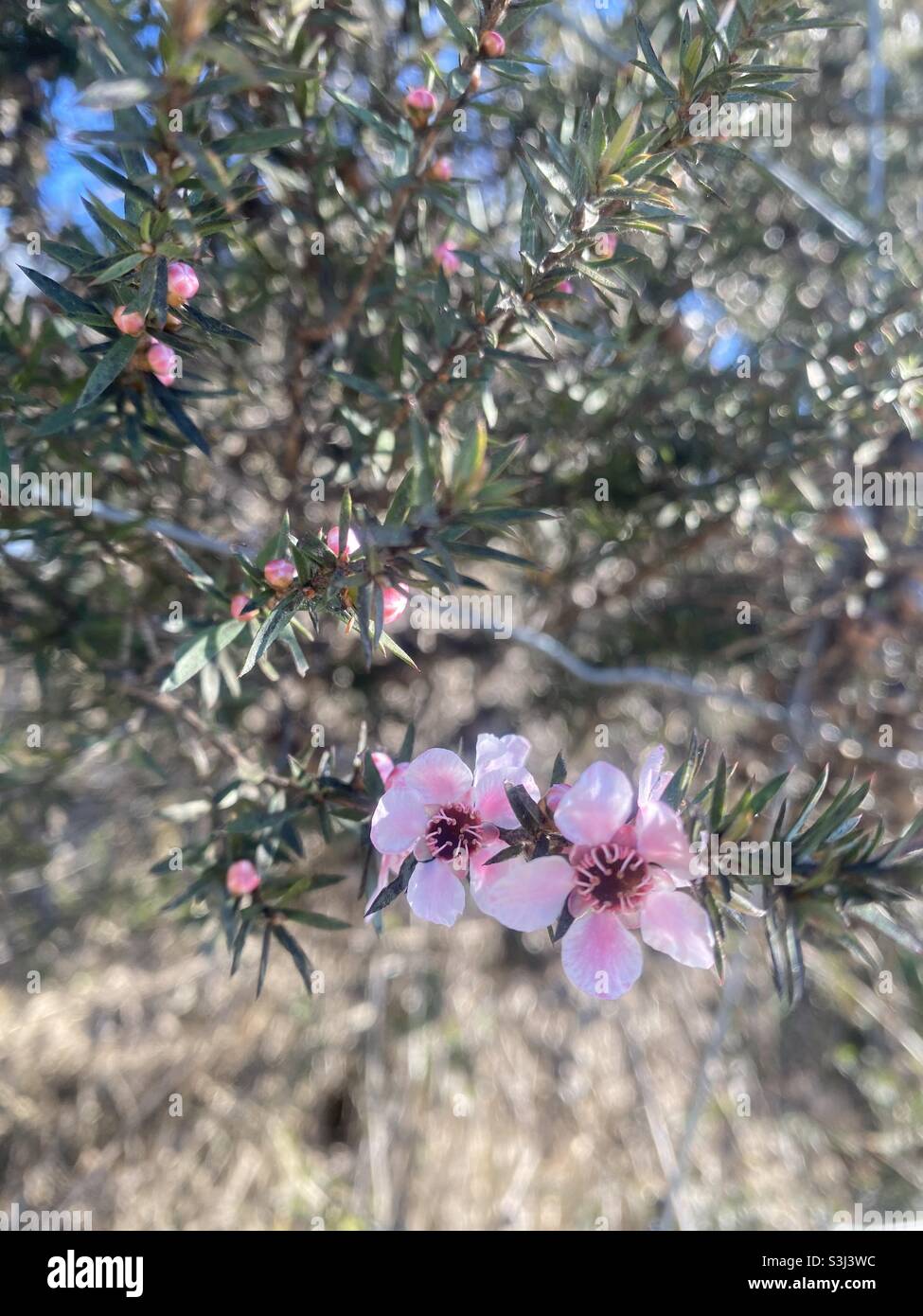 Leptospermum scoparium pink hi-res stock photography and images - Alamy