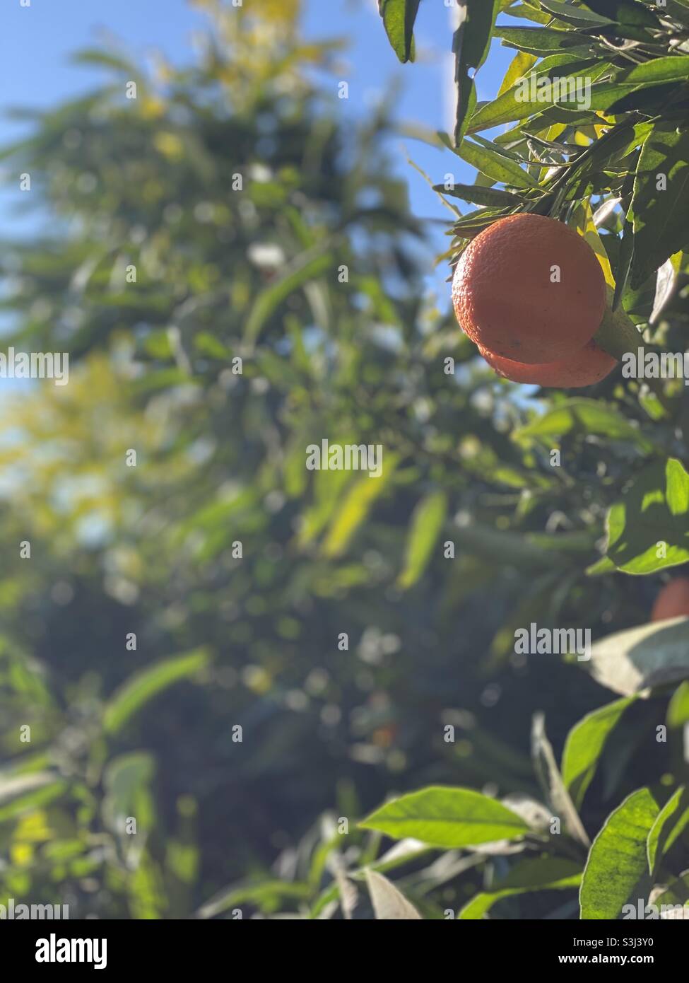 California oranges hi-res stock photography and images - Alamy