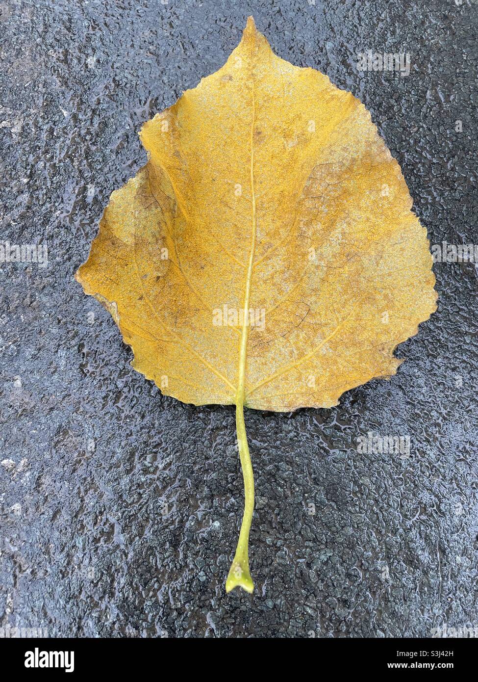 A single leaf that captures autumn Stock Photo - Alamy