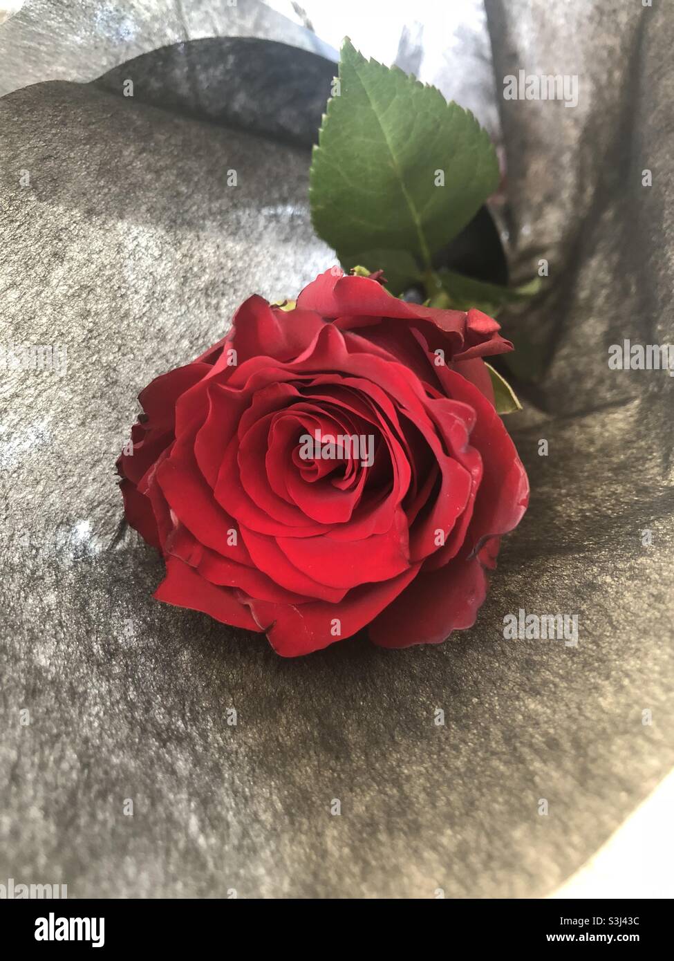 Single red rose Stock Photo - Alamy