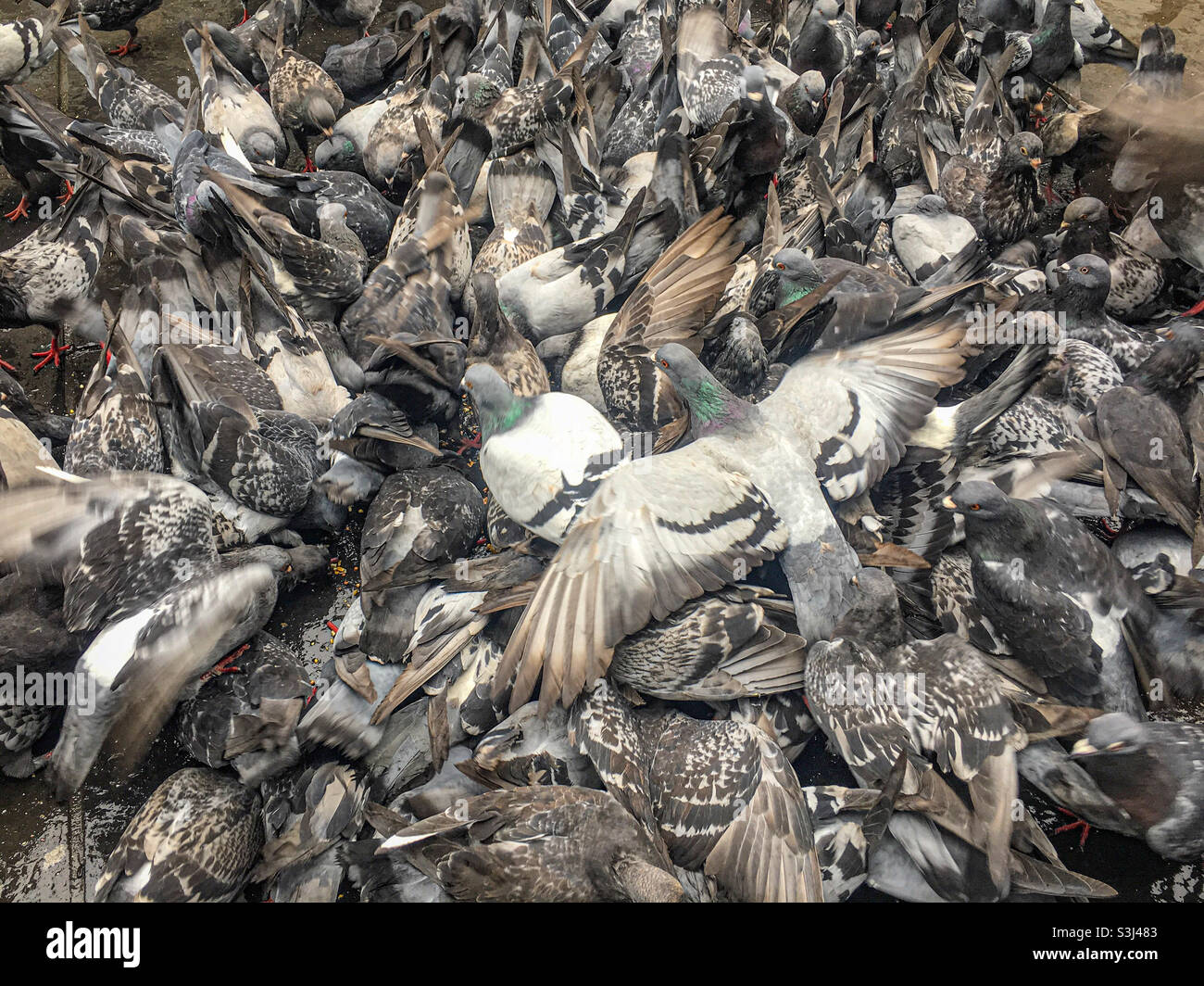 Swarm of pigeons hi-res stock photography and images - Alamy