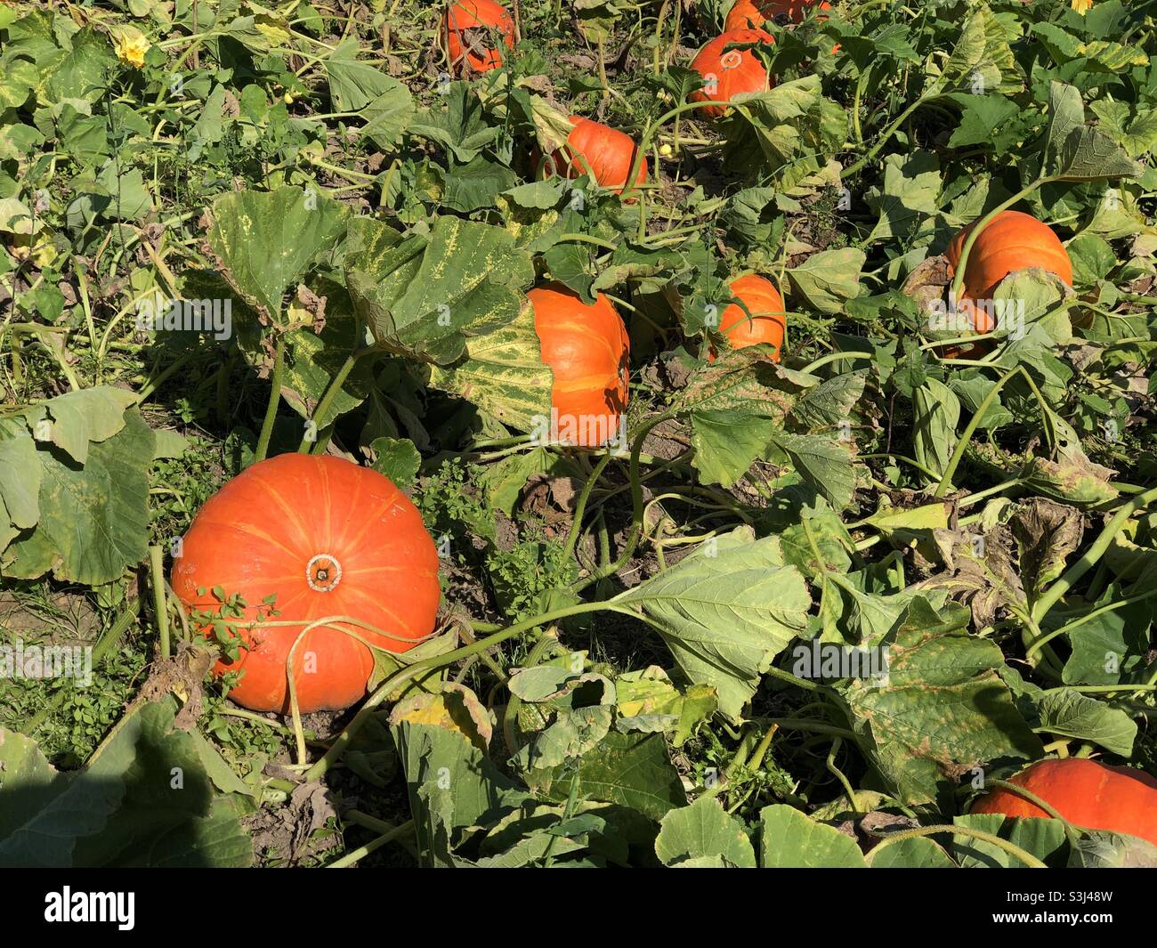Autumn pumpkin patch in Autumn in Kent, England Stock Photo - Alamy