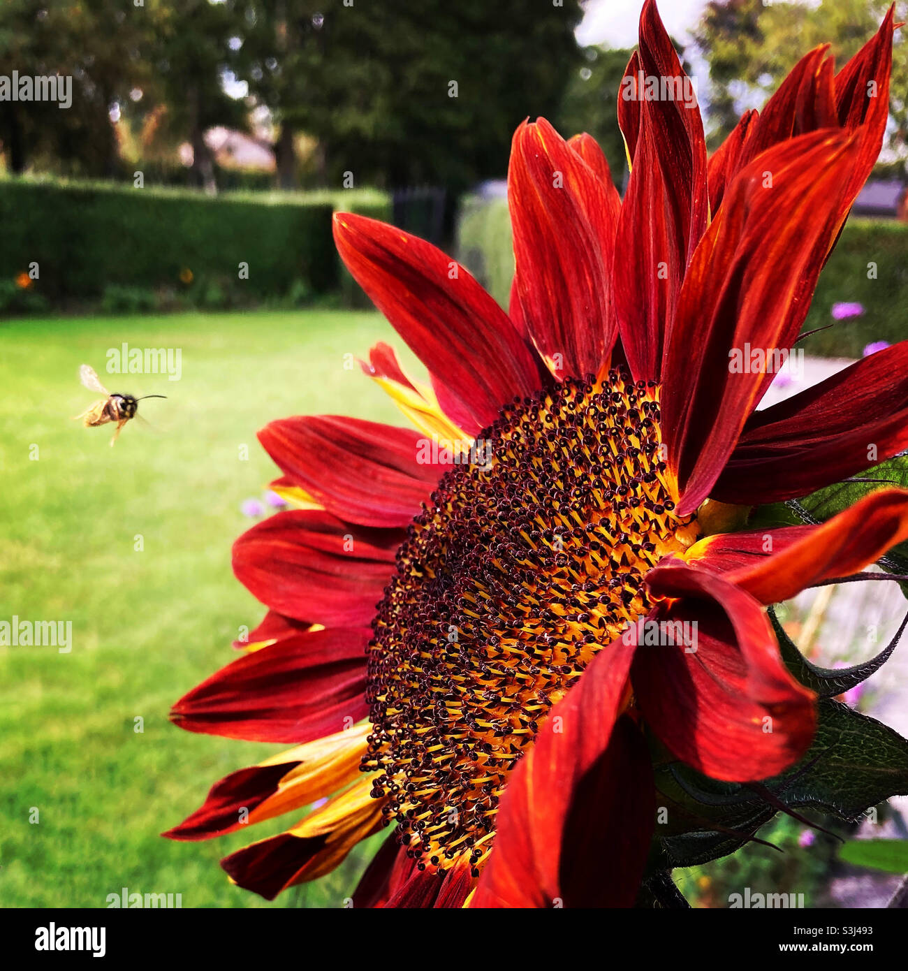 Sunflower bee hi-res stock photography and images - Alamy