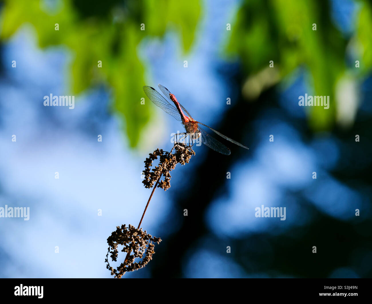 Dragonflies nature hi-res stock photography and images - Alamy