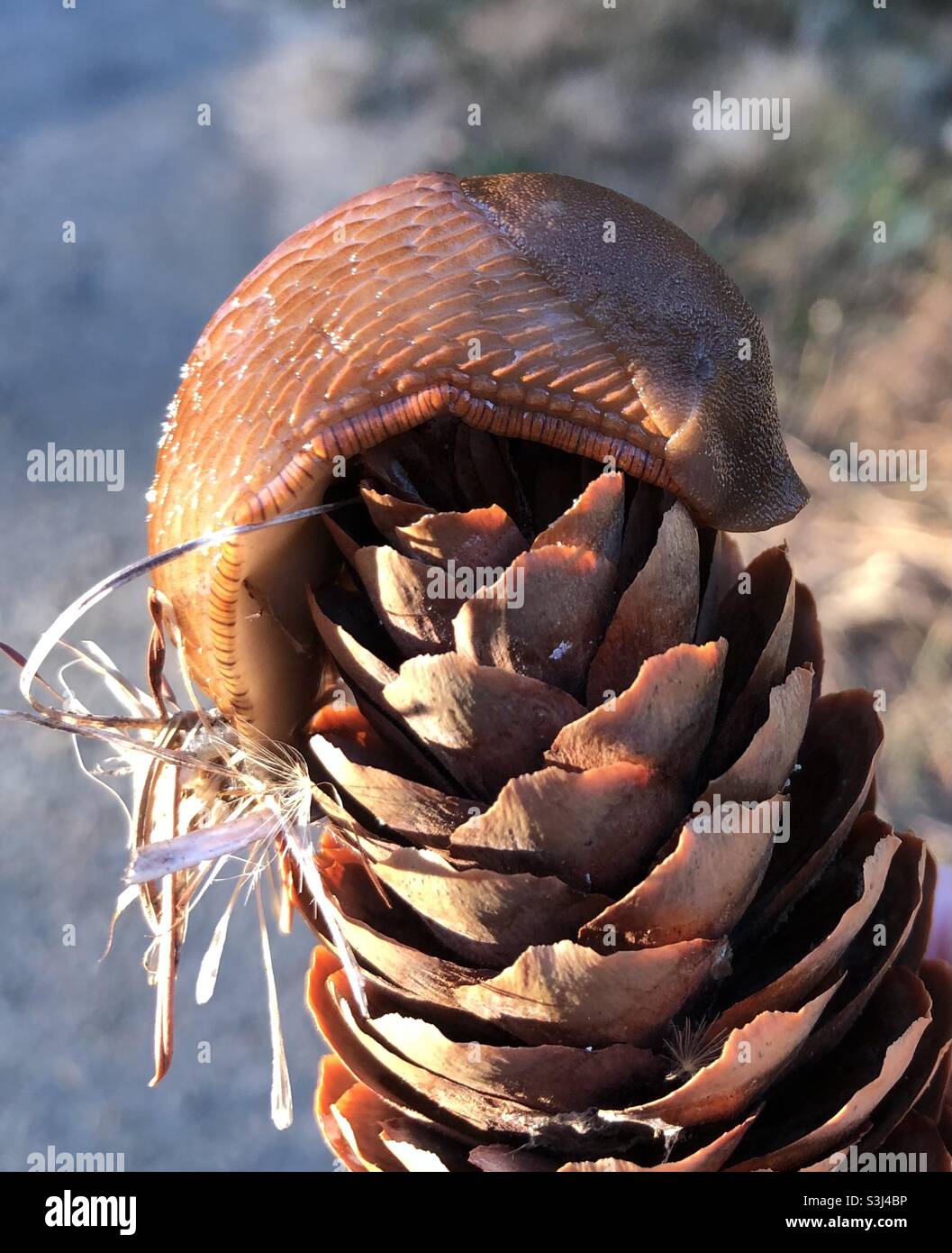 Slug hanging hi-res stock photography and images - Alamy
