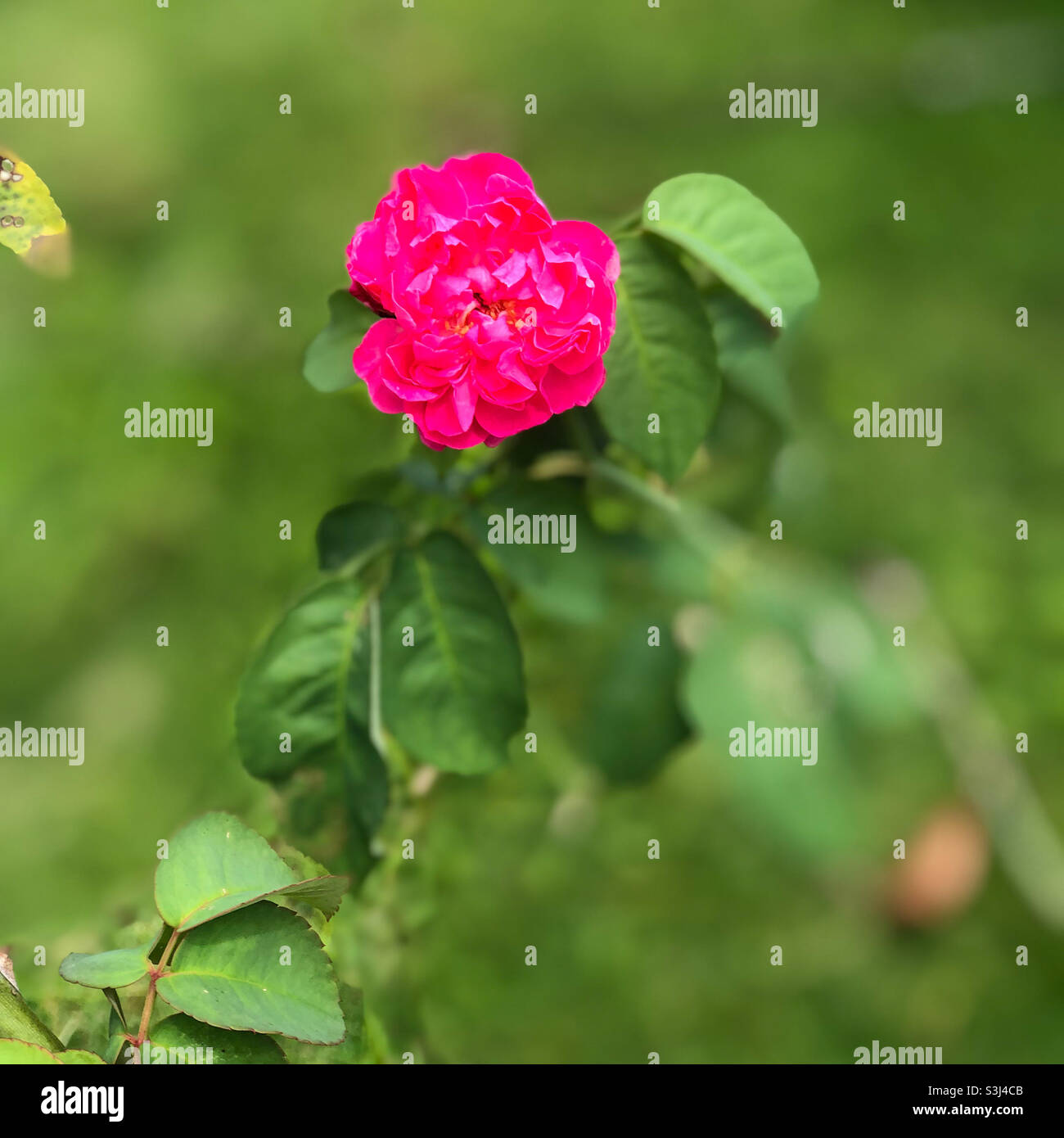 Damask Rose High Resolution Stock Photography and Images - Alamy