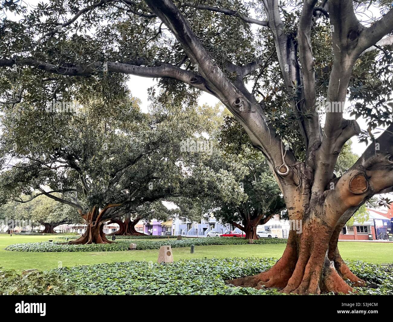 Moreton bay fig tree hi-res stock photography and images - Alamy