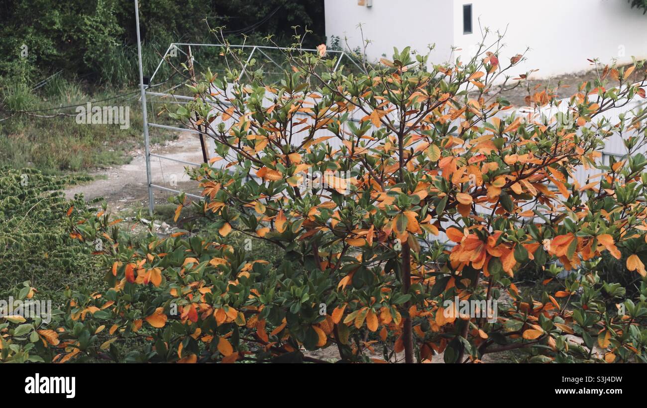 Terminalia Catappa Tree High Resolution Stock Photography and Images ...