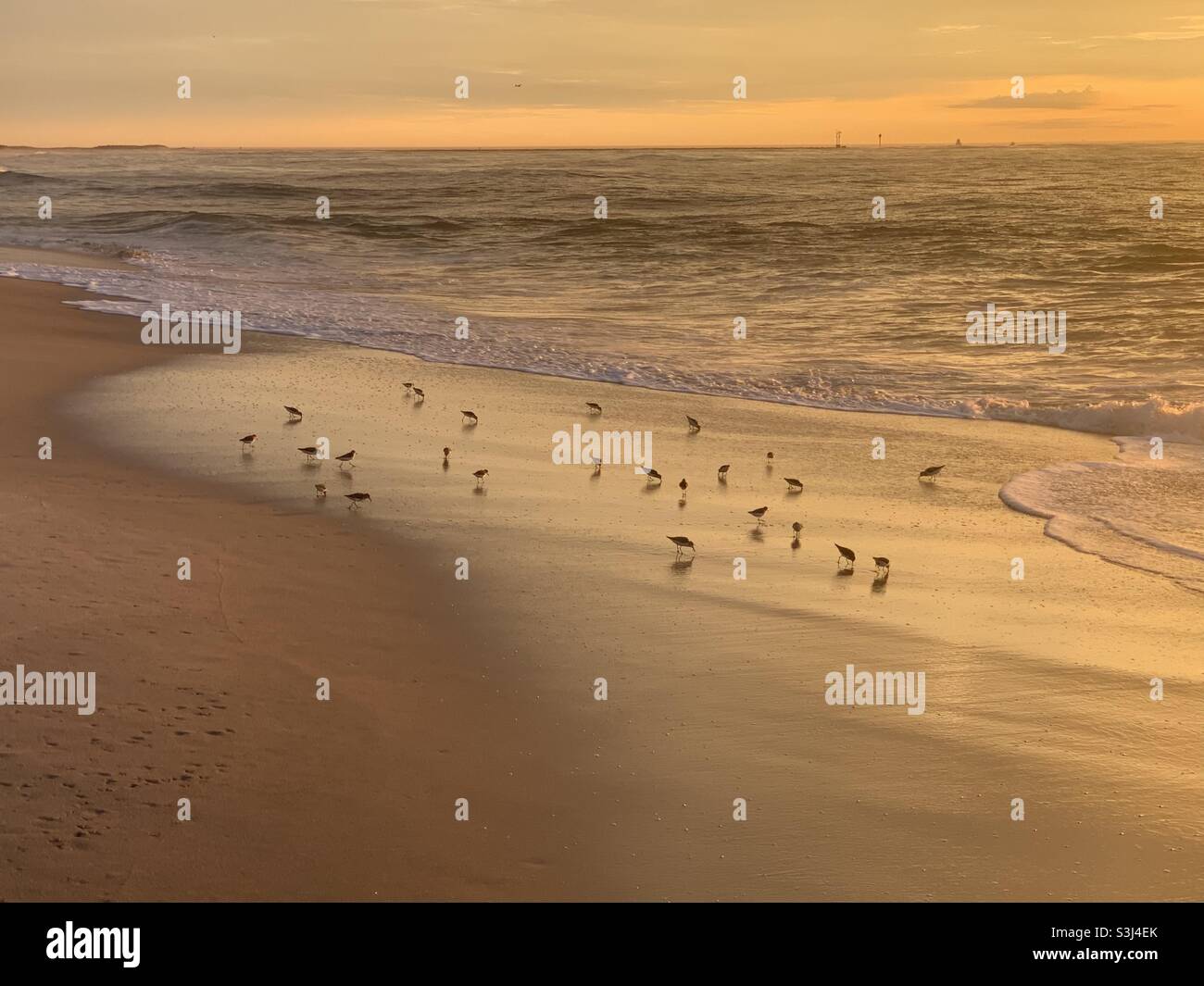 Sandpipers on beach hi-res stock photography and images - Alamy