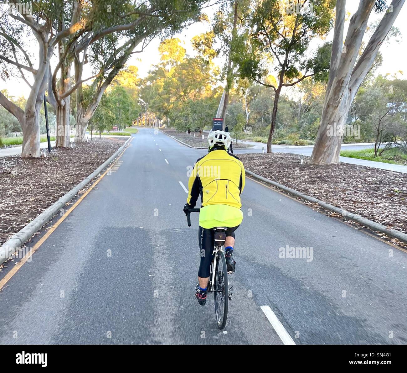 Eucalyptus cladocalyx hi-res stock photography and images - Alamy