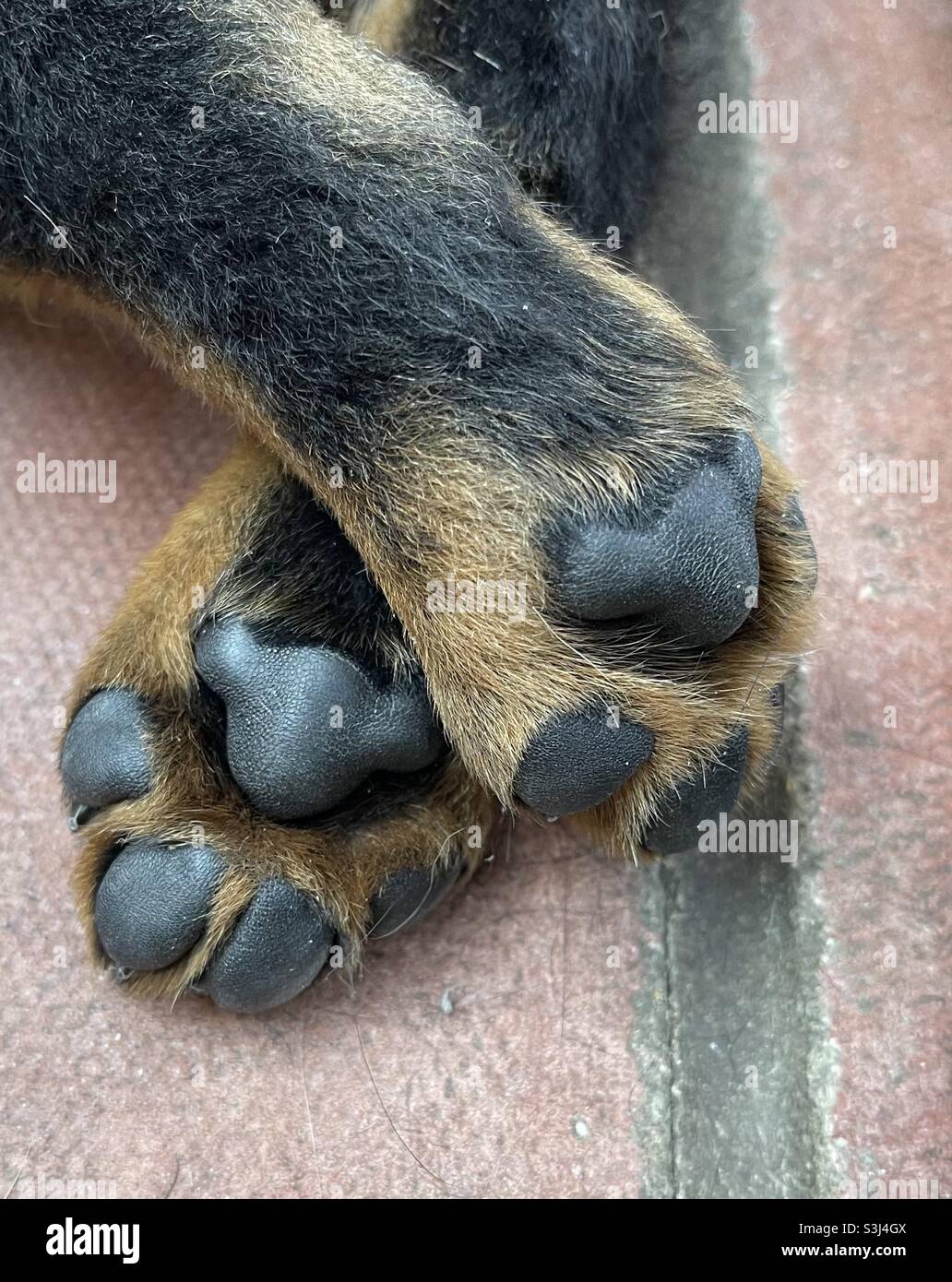Puppy toe beans hi-res stock photography and images - Alamy
