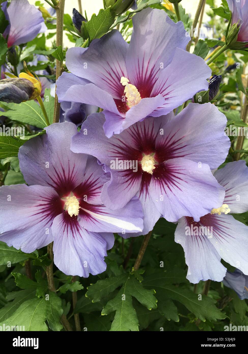 Violett hi-res stock photography and images - Alamy