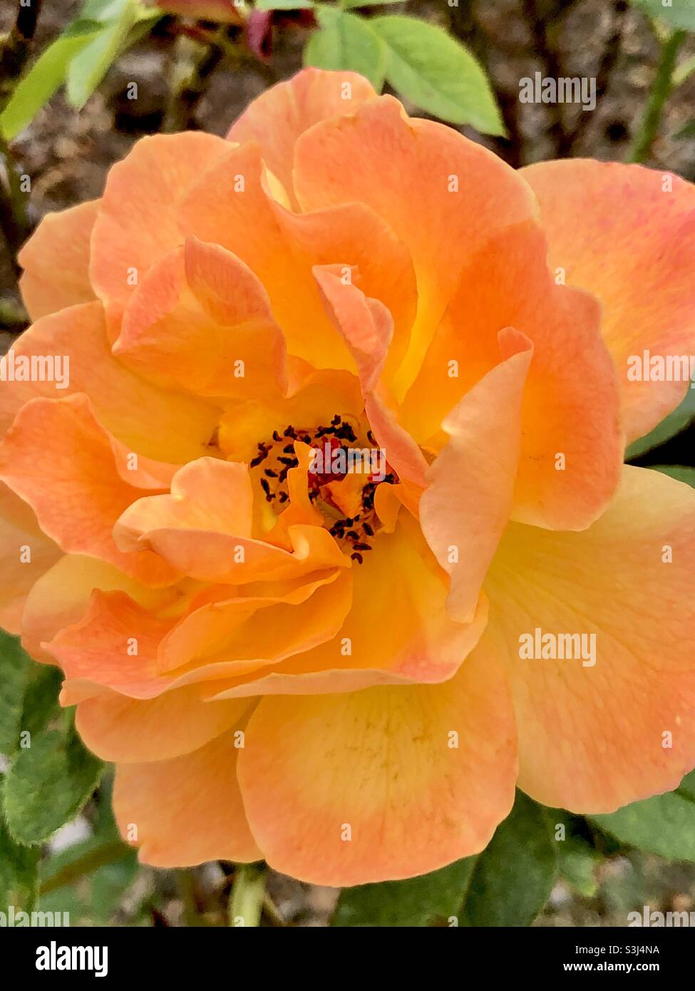 Light orange rose hi-res stock photography and images - Alamy