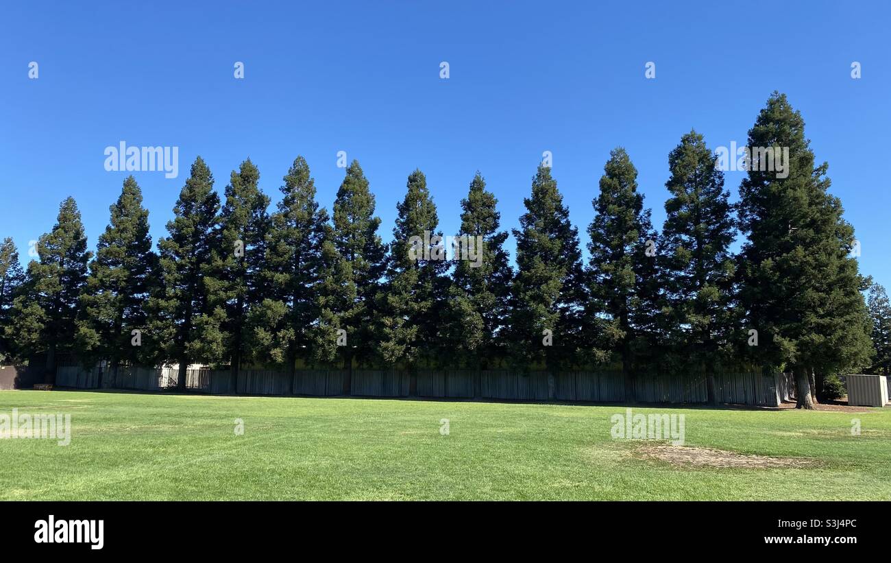 Rows of trees hi-res stock photography and images - Alamy