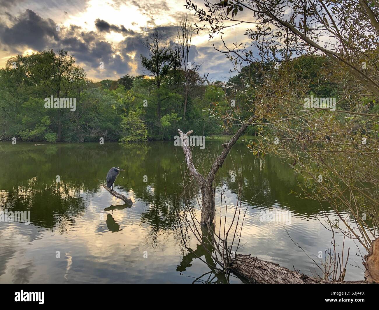 Lush pond hi-res stock photography and images - Alamy