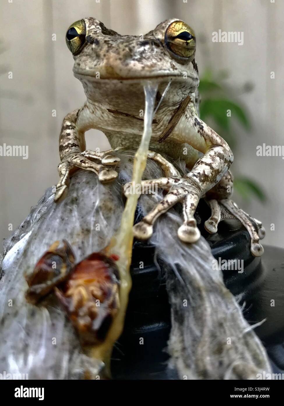 Florida tree frog hi-res stock photography and images - Alamy