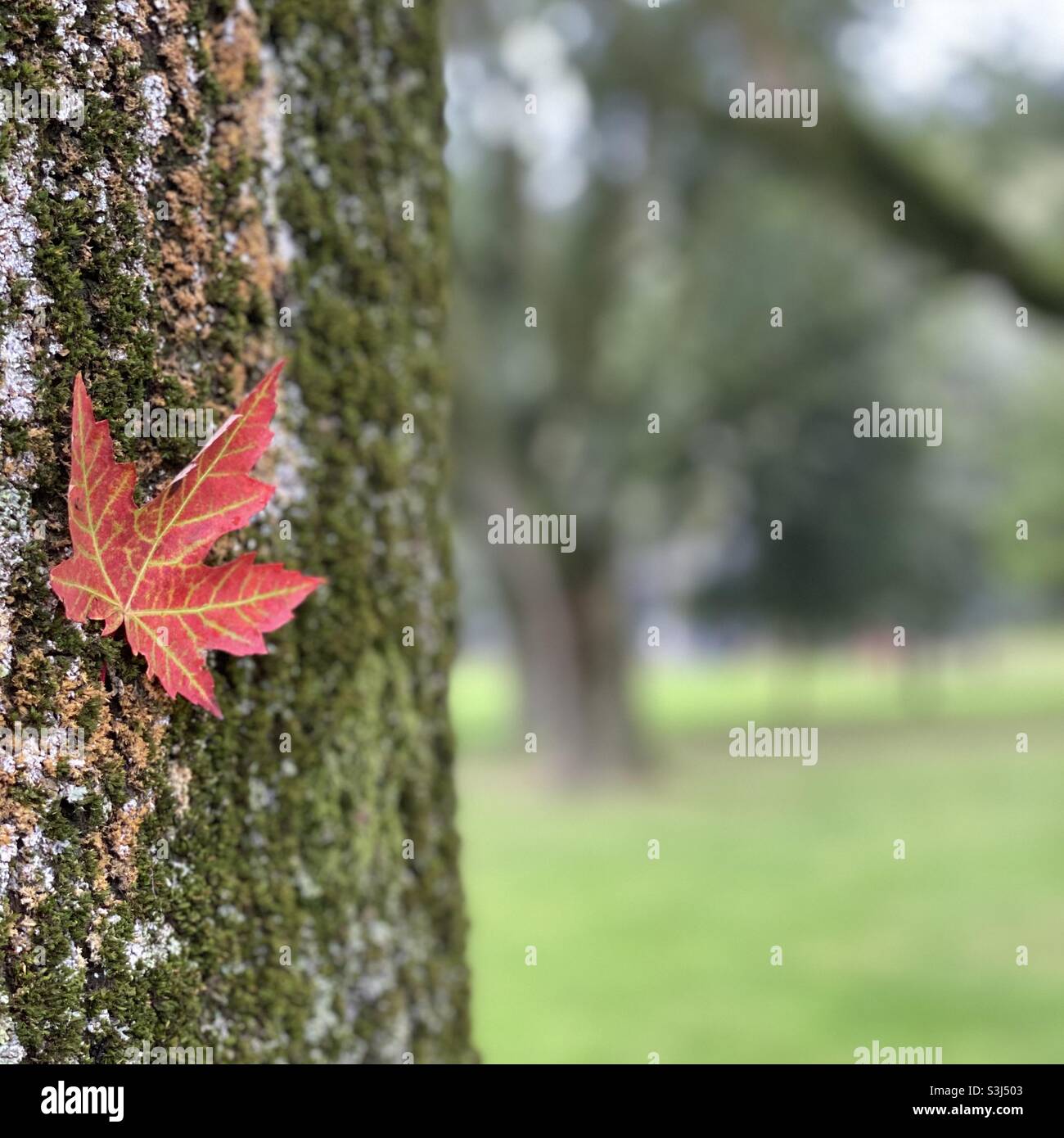 Bloody tree hi-res stock photography and images - Alamy