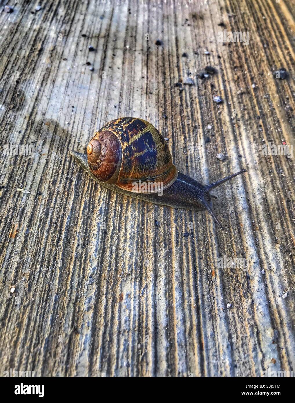 A snail with it’s slime Stock Photo - Alamy