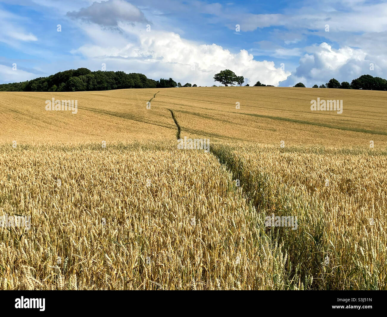 English wheat hi-res stock photography and images - Alamy