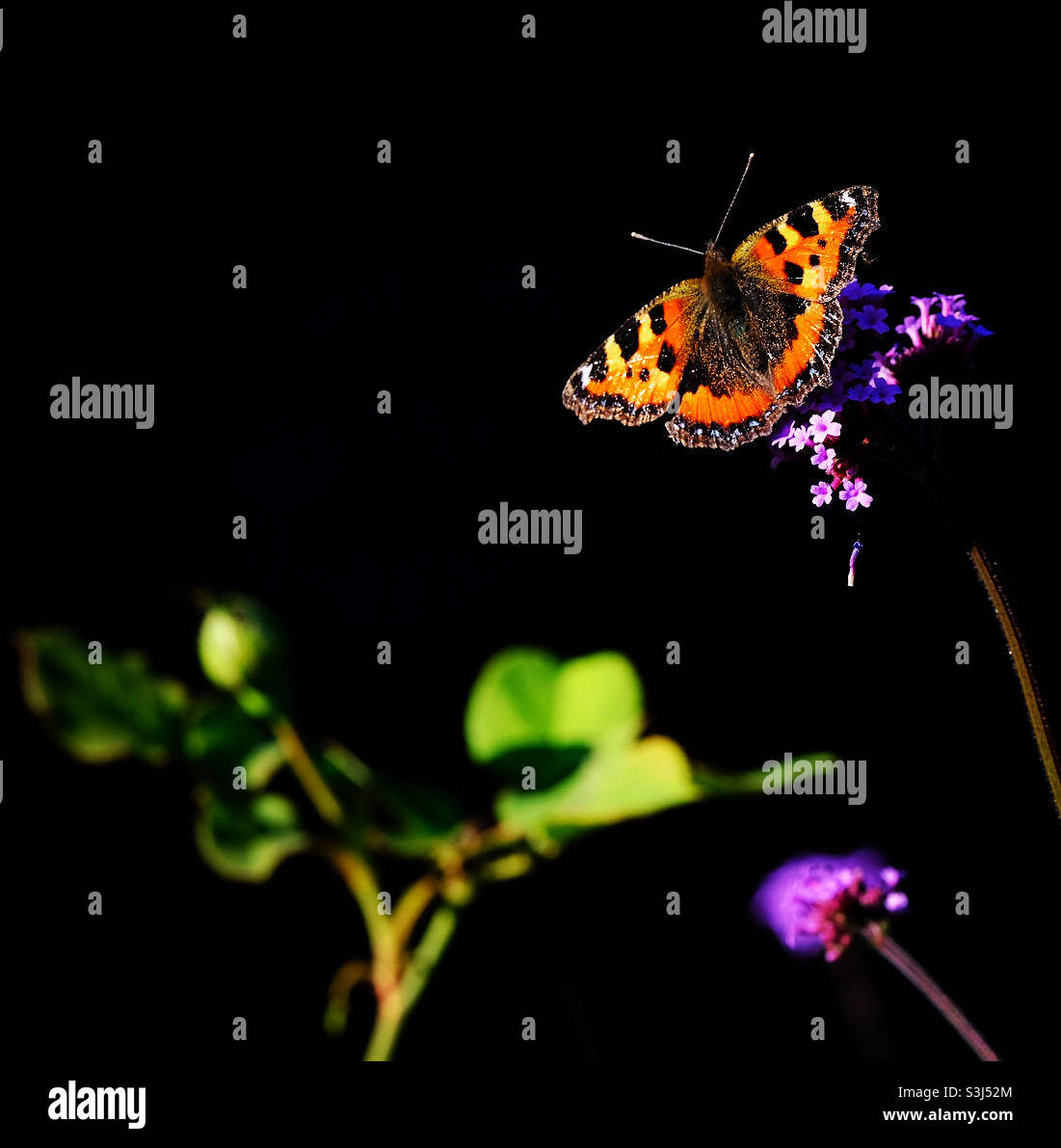 Butterfly Small Tortoiseshell Stock Photo - Alamy