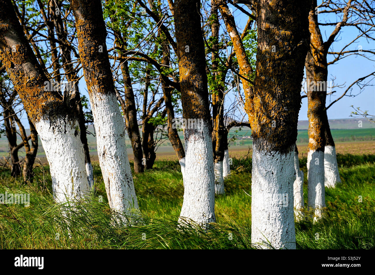 Season trees in row hi-res stock photography and images - Alamy
