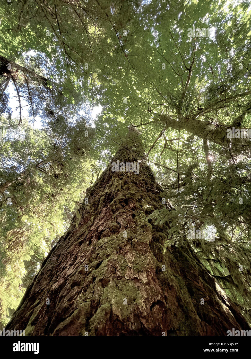 Ancient douglas fir cathedral grove hi-res stock photography and images ...