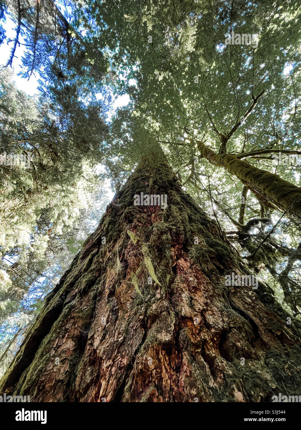 Vancouver island old growth forest hi-res stock photography and images ...