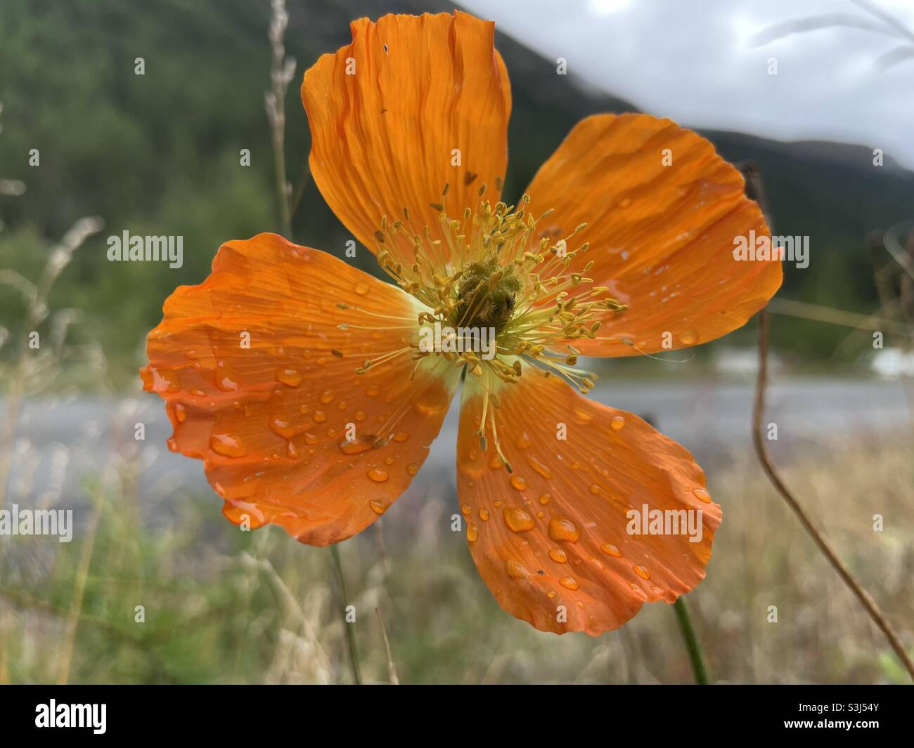 Orange poppy hi-res stock photography and images - Alamy